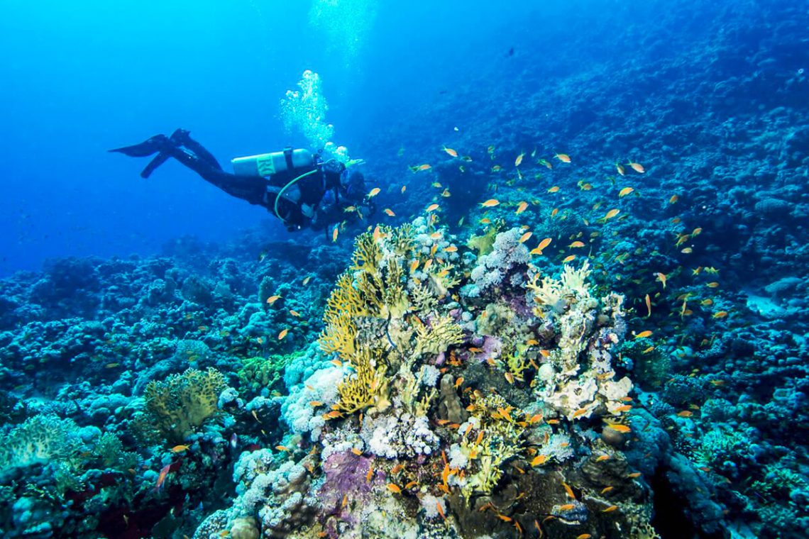 Diving in Egypt: A Travel Guide to the Best Diving Spots
