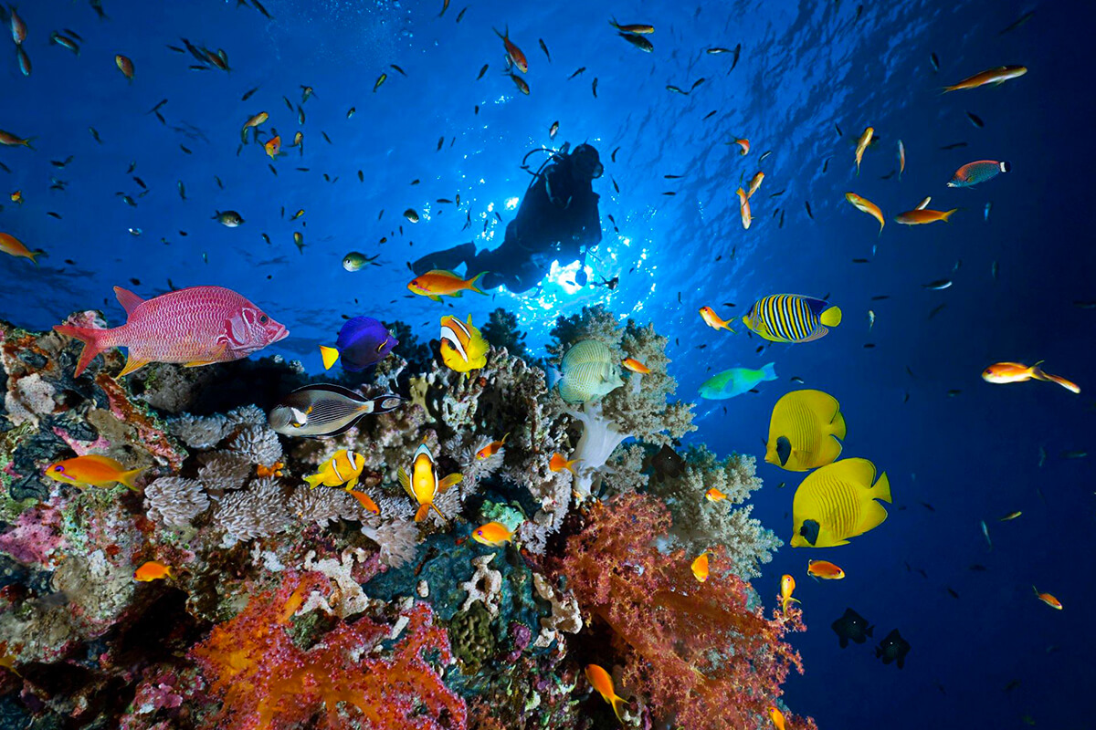 Diving in Egypt: A Travel Guide to the Best Diving Spots