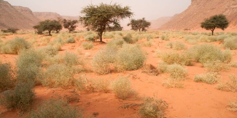 Desert Botanical Treasures: Remarkable Plant Adaptations